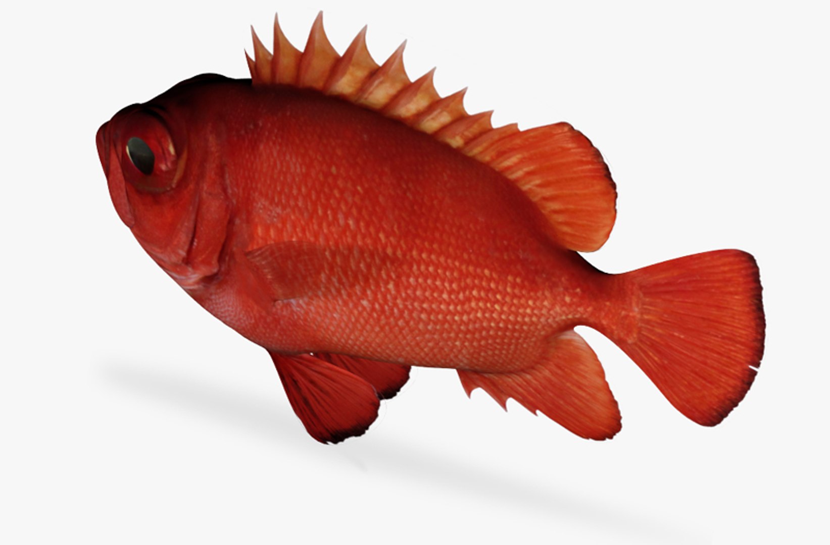 3d Model Popeye Catalufa