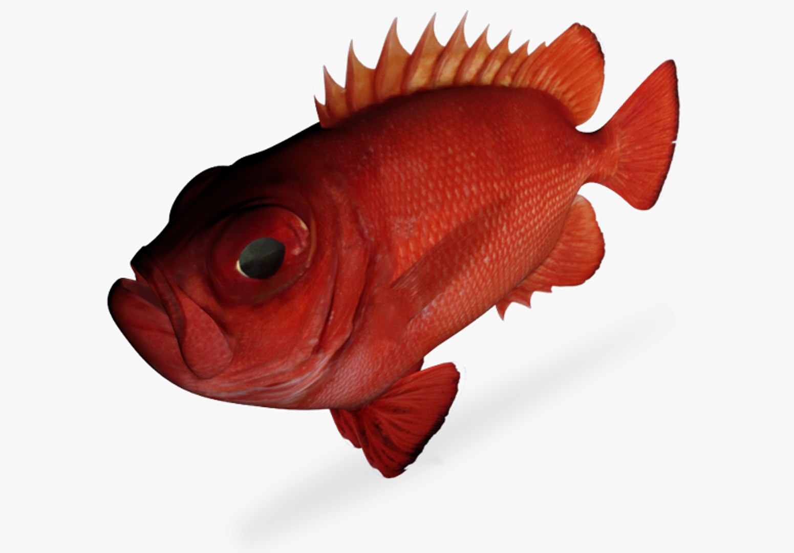 3d Model Popeye Catalufa