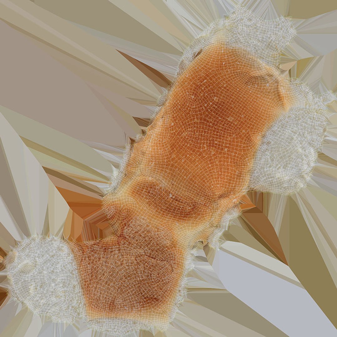 3D Soft Dinner Roll model - TurboSquid 2135893