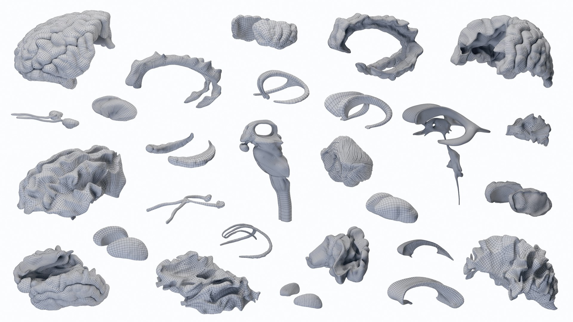 3D Human Brain - TurboSquid 2185248