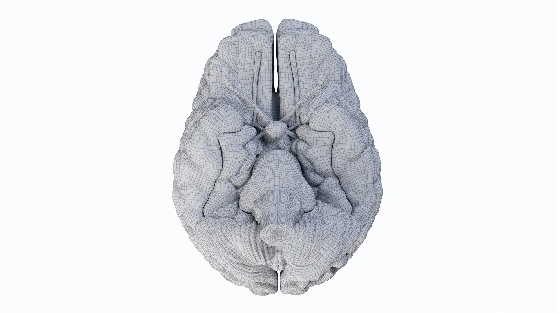 3D Human Brain - TurboSquid 2185248