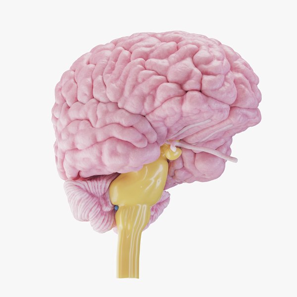 Free 3D Brain Models | TurboSquid