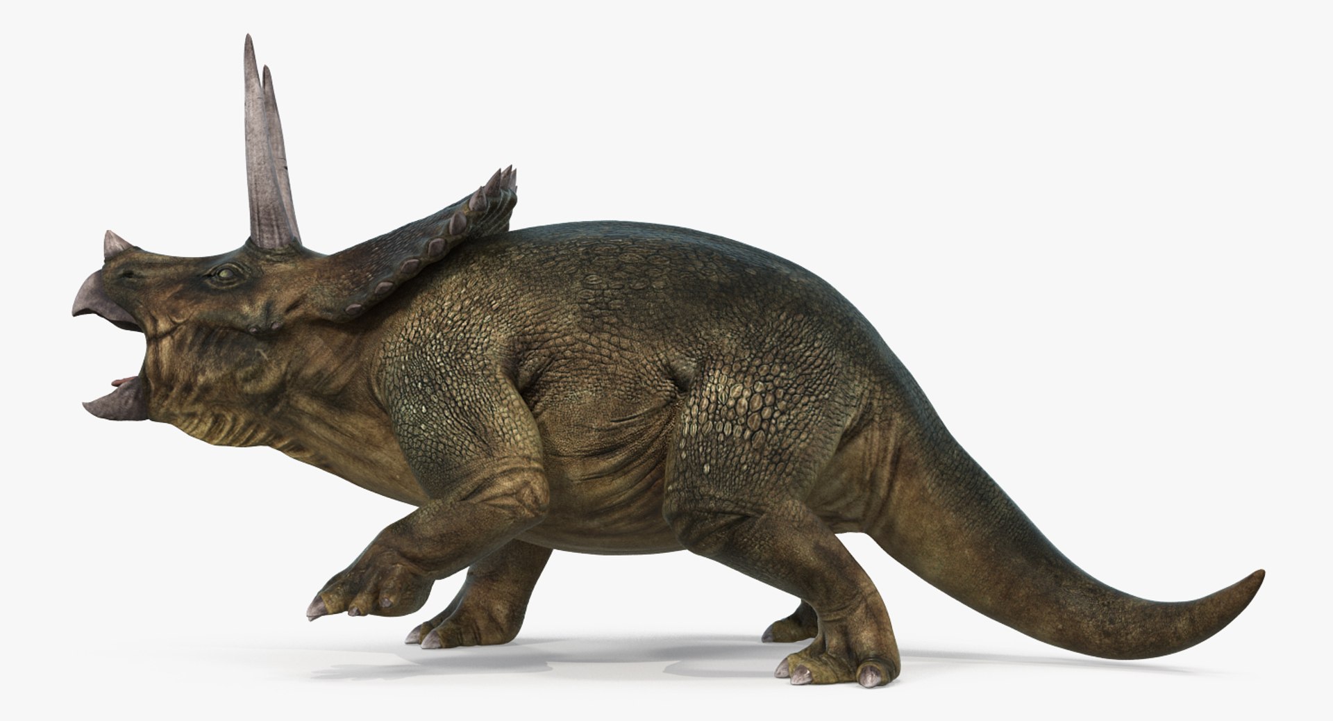 Triceratops Rigged Max