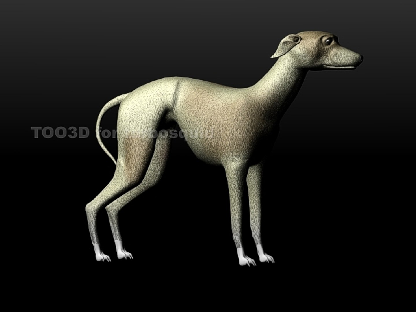 3d Model Hound Greyhound