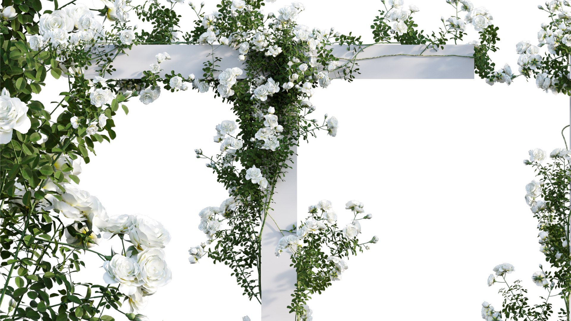 3D Rosa Climbing Iceberg - Rose 02 - TurboSquid 1781674