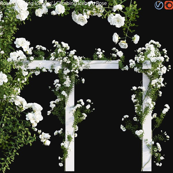 3D Rosa Climbing Iceberg - Rose 02 - TurboSquid 1781674