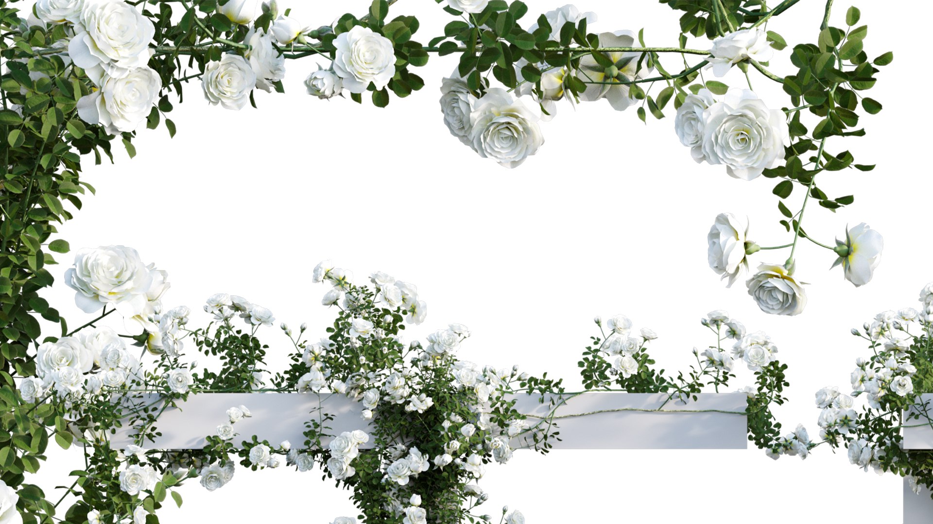 3D Rosa Climbing Iceberg - Rose 02 - TurboSquid 1781674