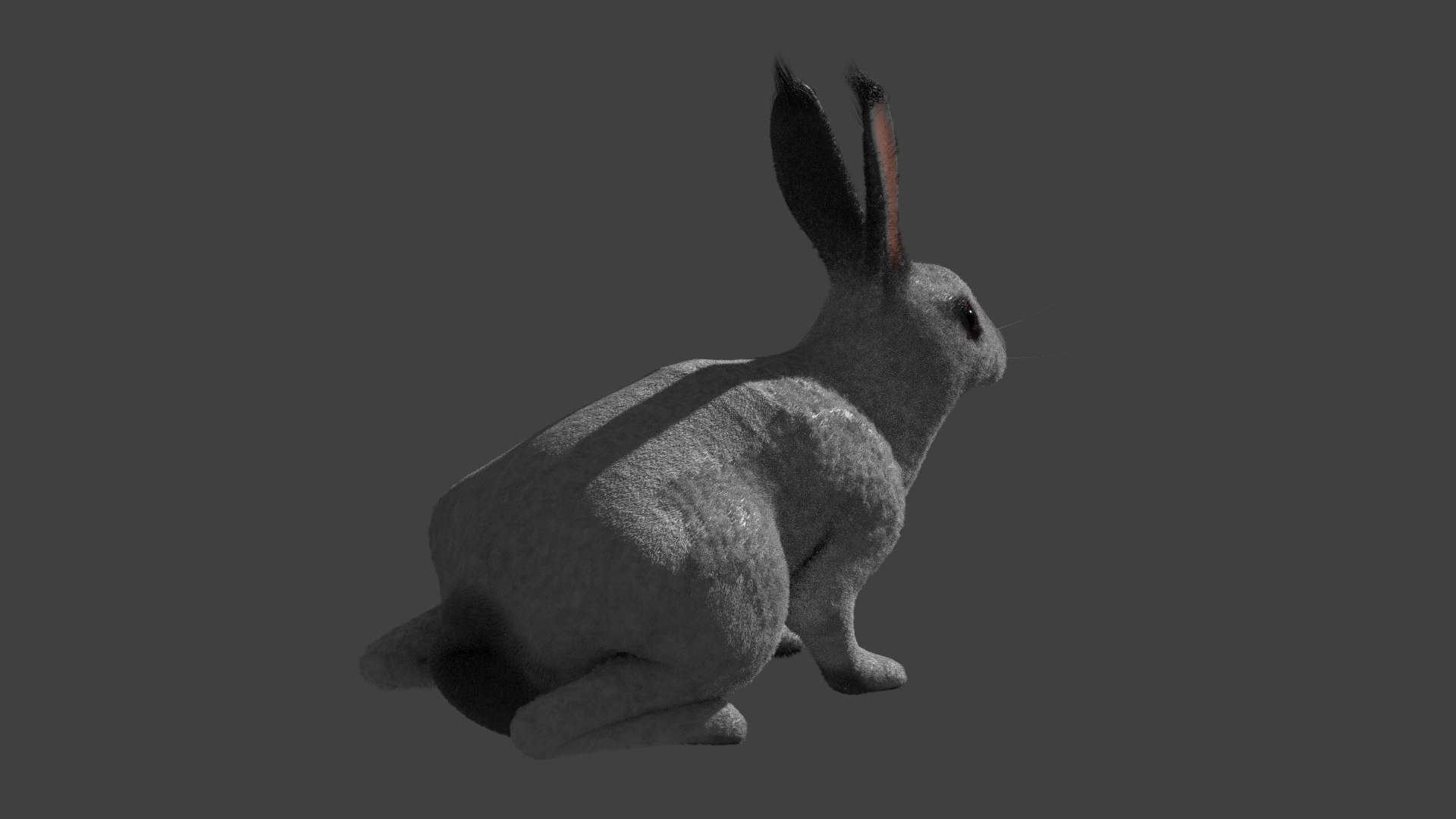 3D Model Rabbit BW ANIMATED RIGGED FUR - TurboSquid 1930578