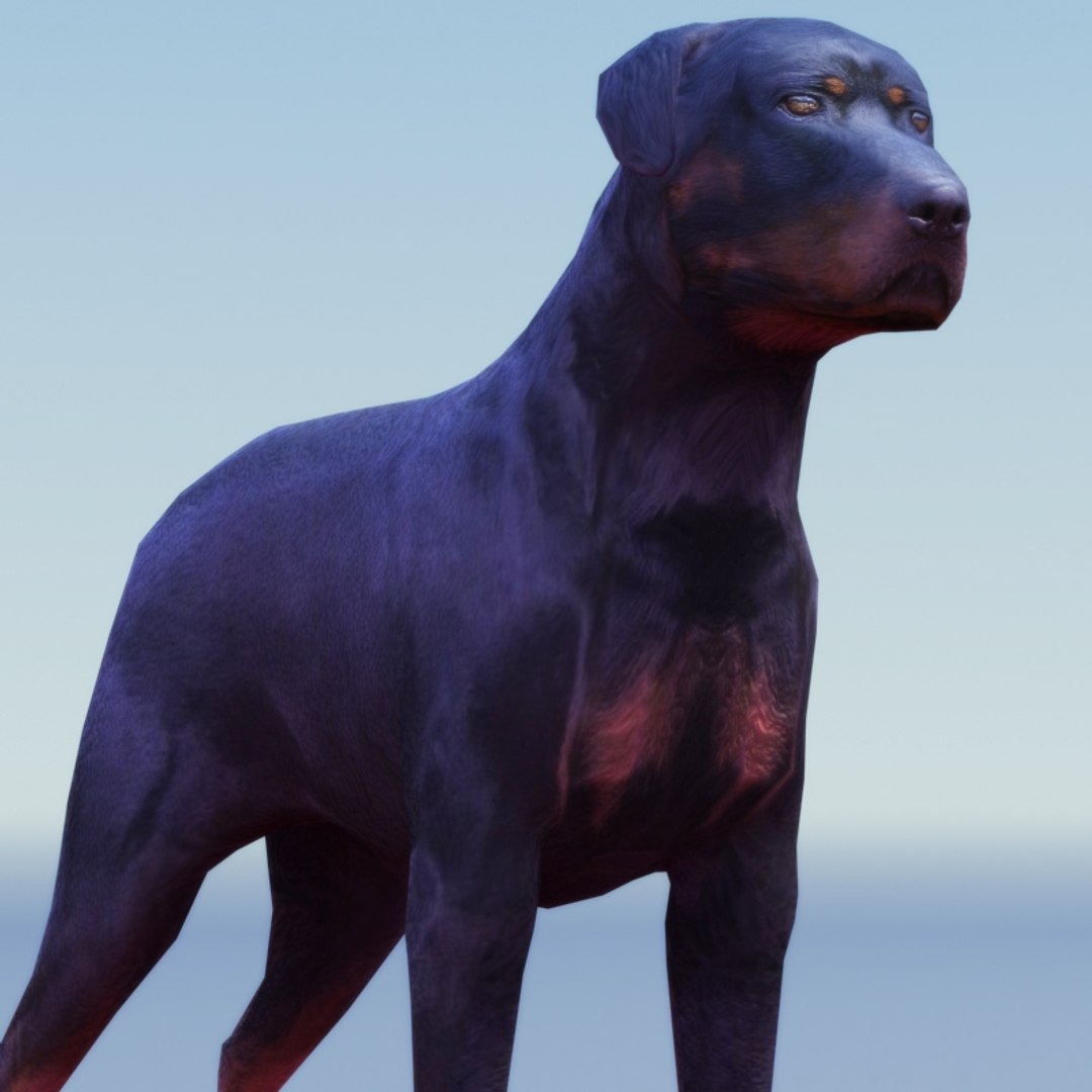 Rottweiler Dog 3d Model