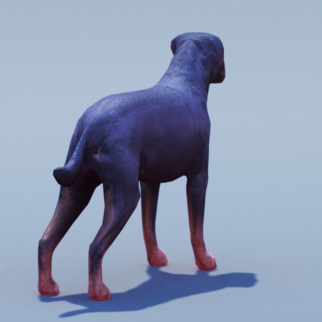 Rottweiler Dog 3d Model