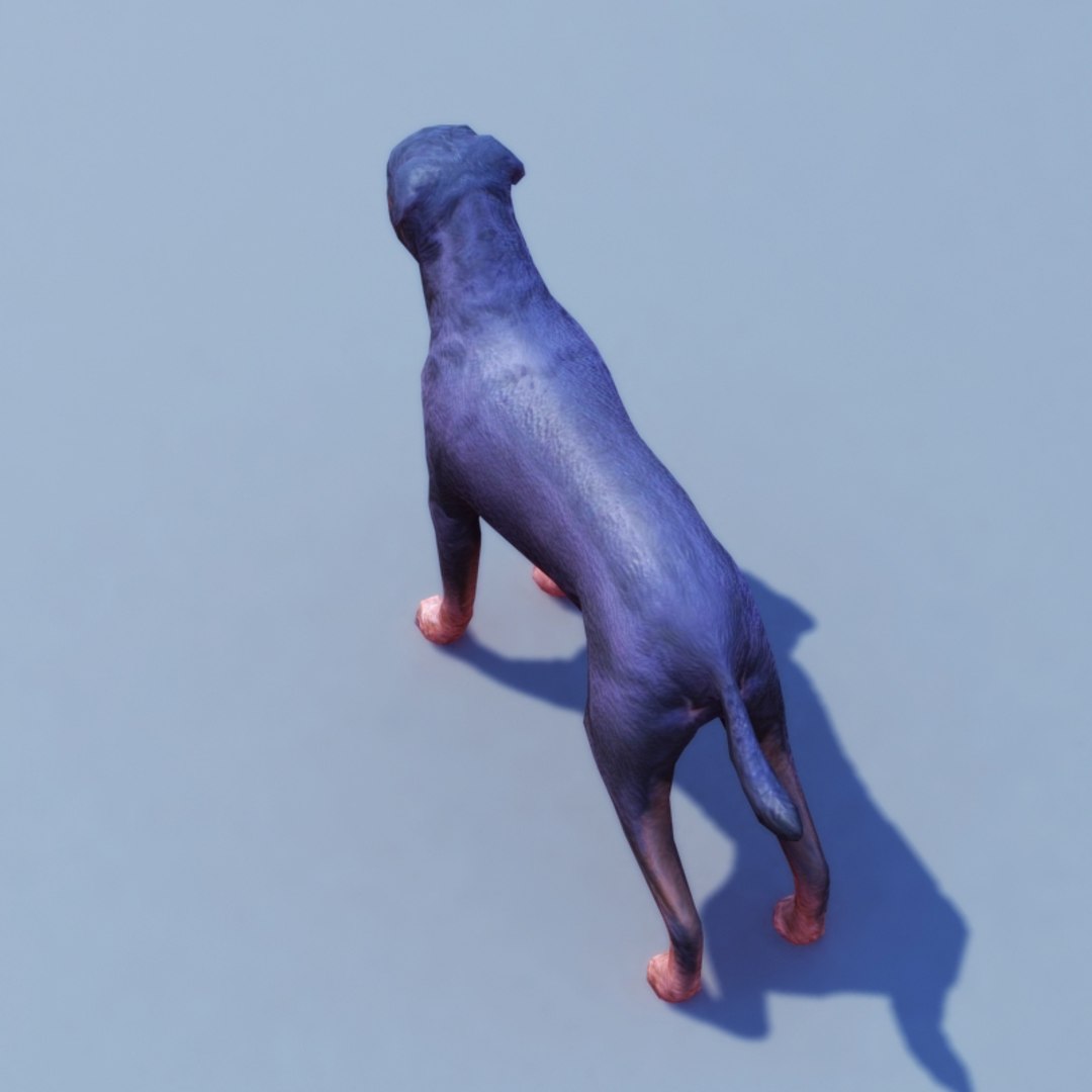 Rottweiler Dog 3d Model