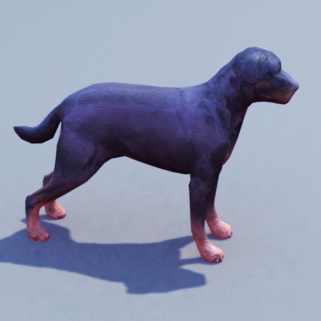 Rottweiler Dog 3d Model