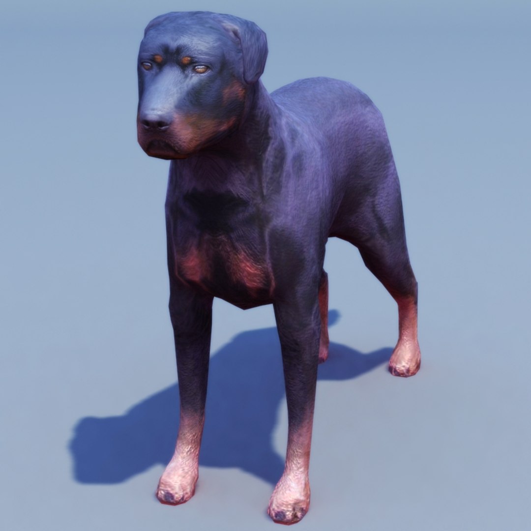 Rottweiler Dog 3d Model