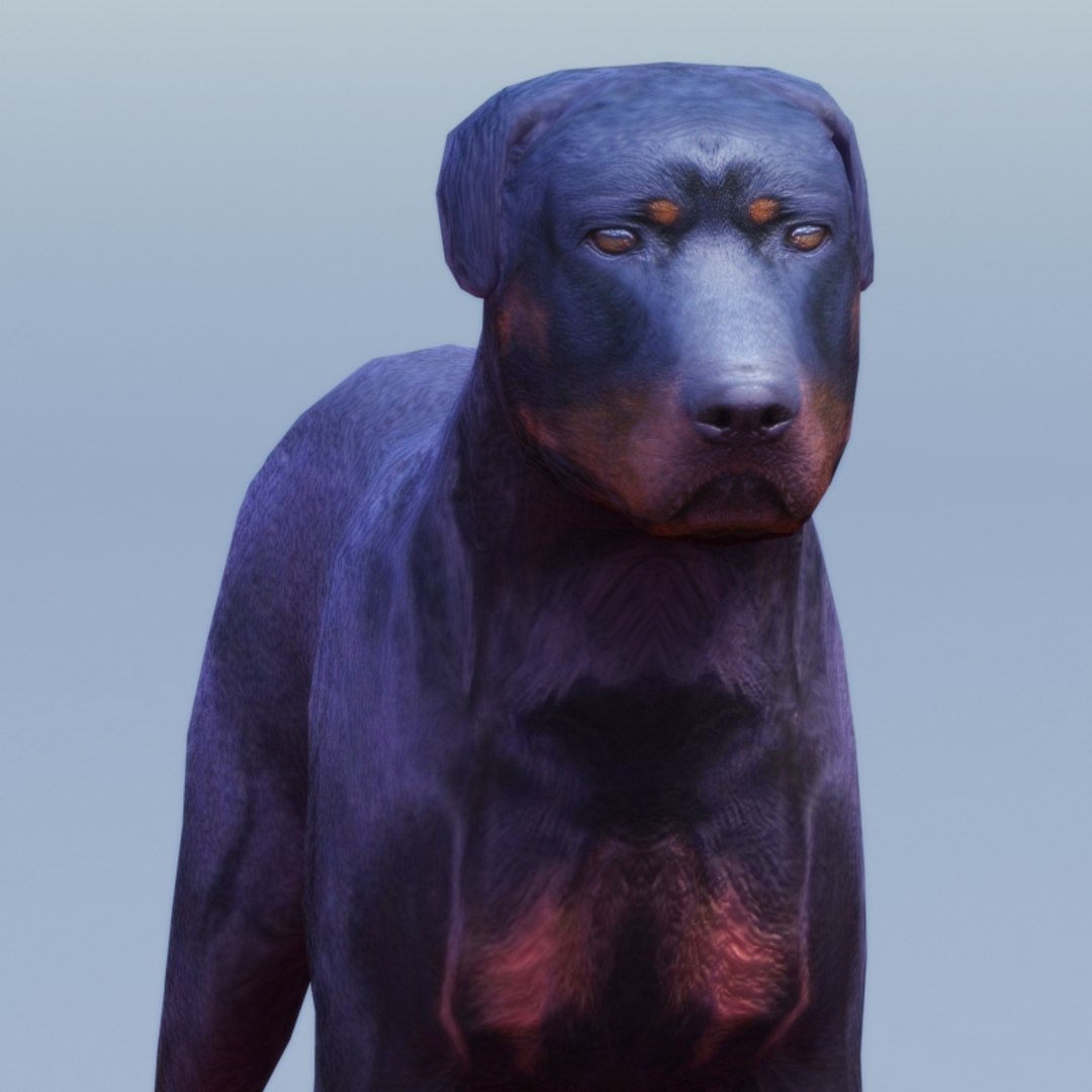 Rottweiler Dog 3d Model