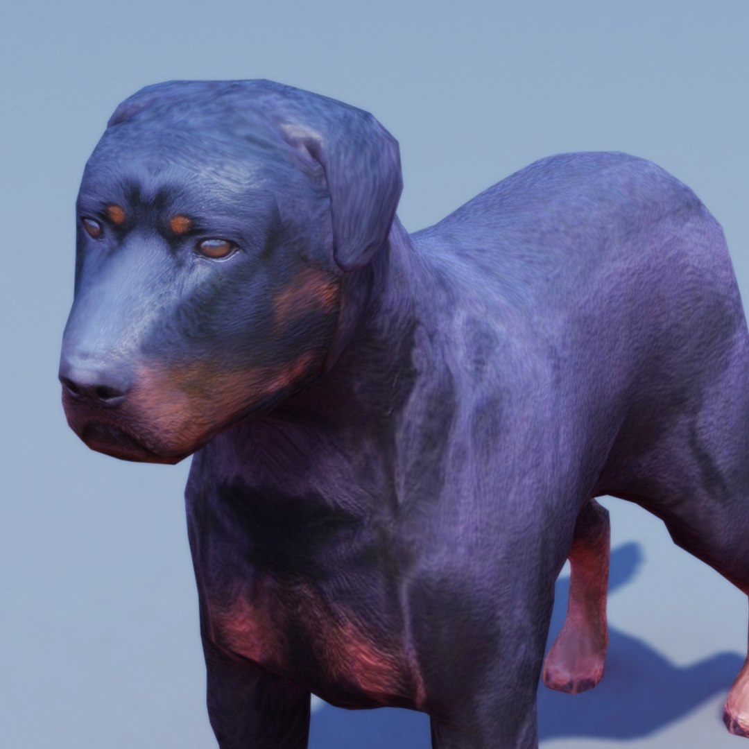 Rottweiler Dog 3d Model