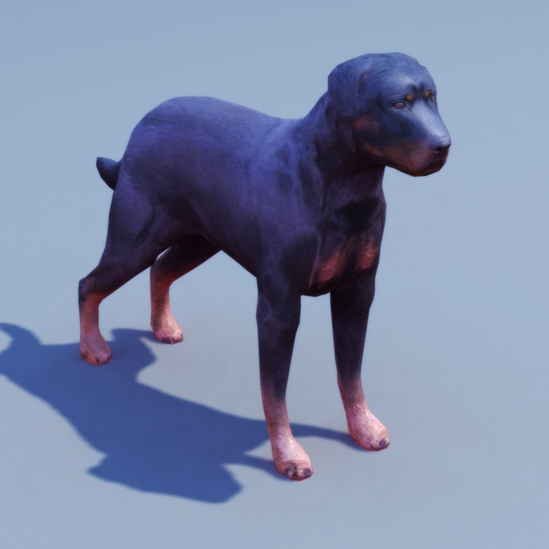 Rottweiler Dog 3d Model