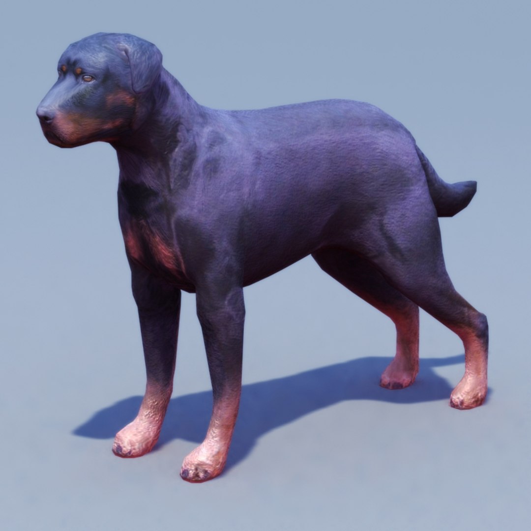 Rottweiler Dog 3d Model