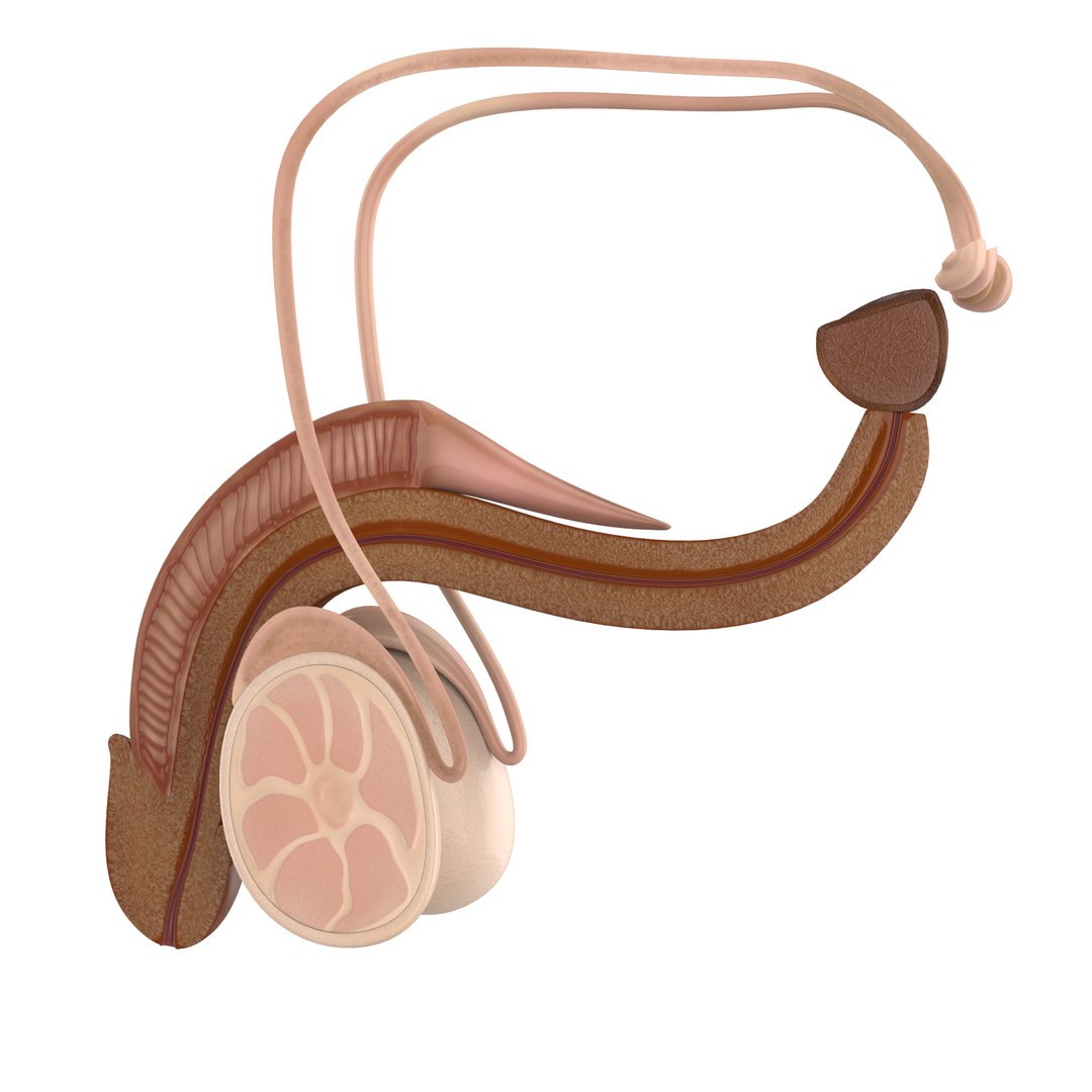 Male Reproductive Dissected 3D Model - TurboSquid 1370579
