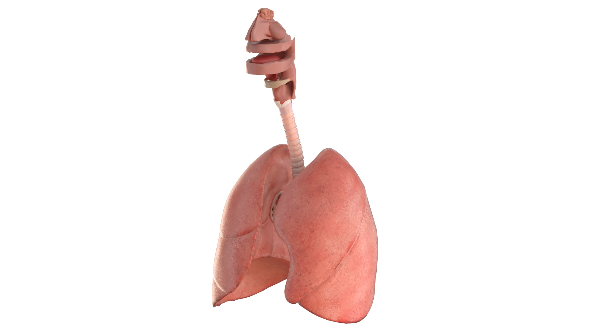 Human Respiratory System 3D Model - TurboSquid 2183910
