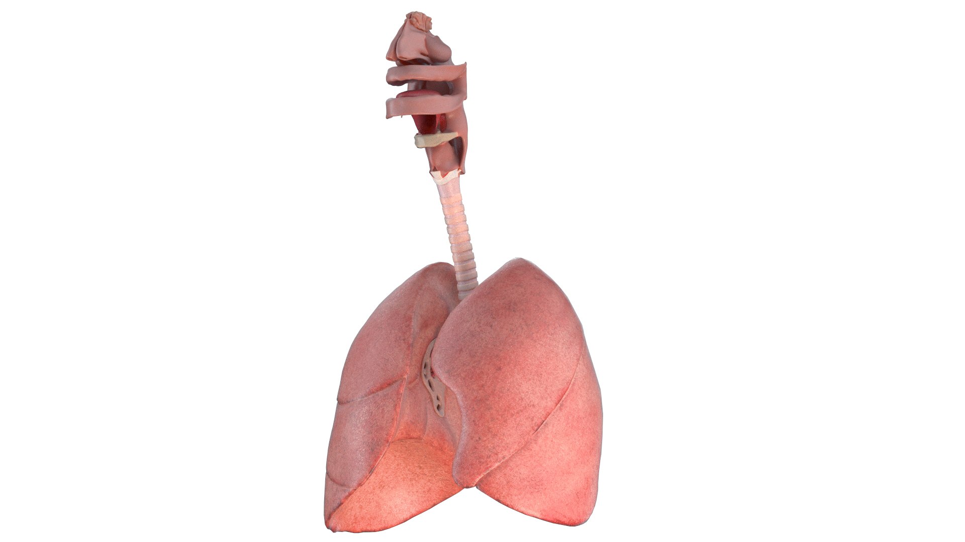 Human Respiratory System 3D Model - TurboSquid 2183910
