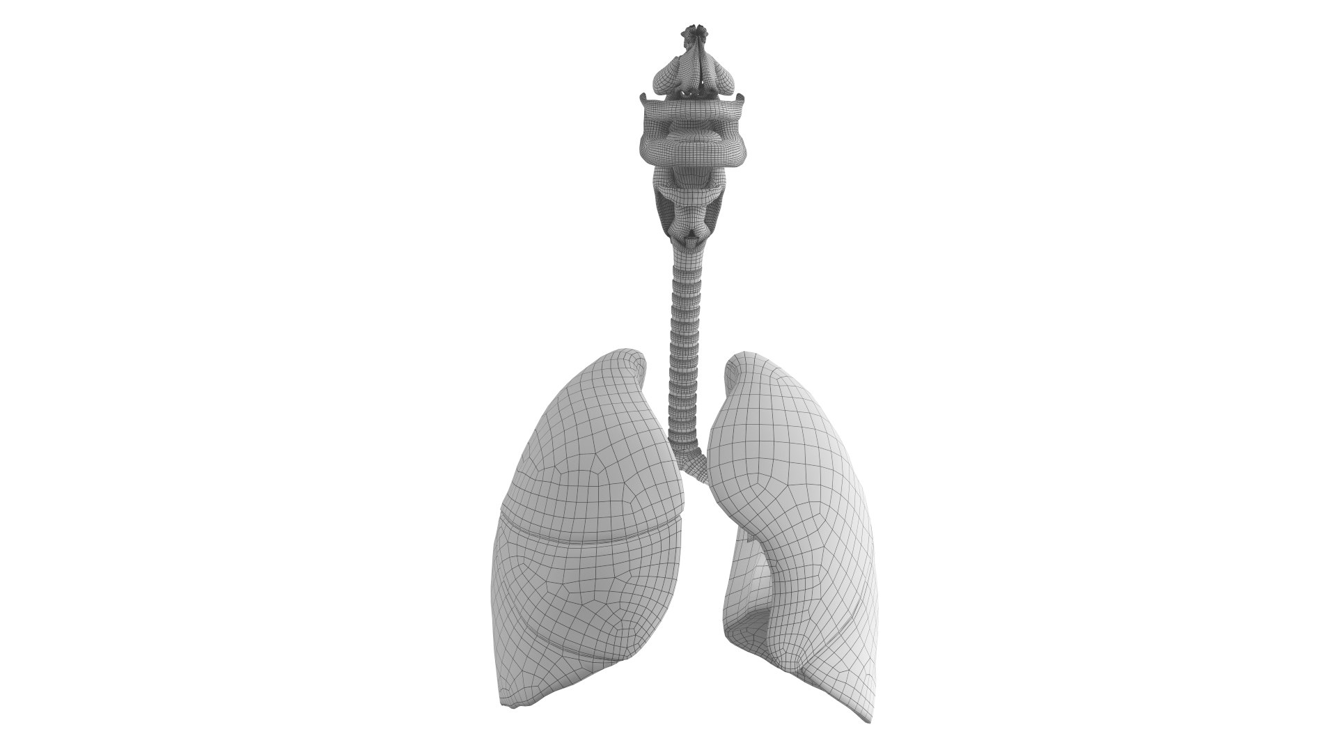 Human Respiratory System 3D Model - TurboSquid 2183910