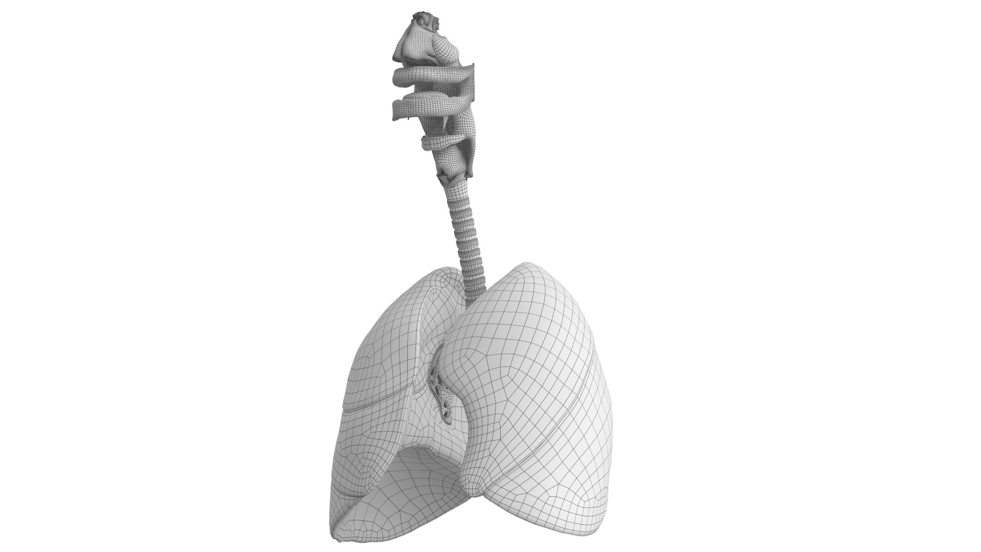 Human Respiratory System 3D Model - TurboSquid 2183910