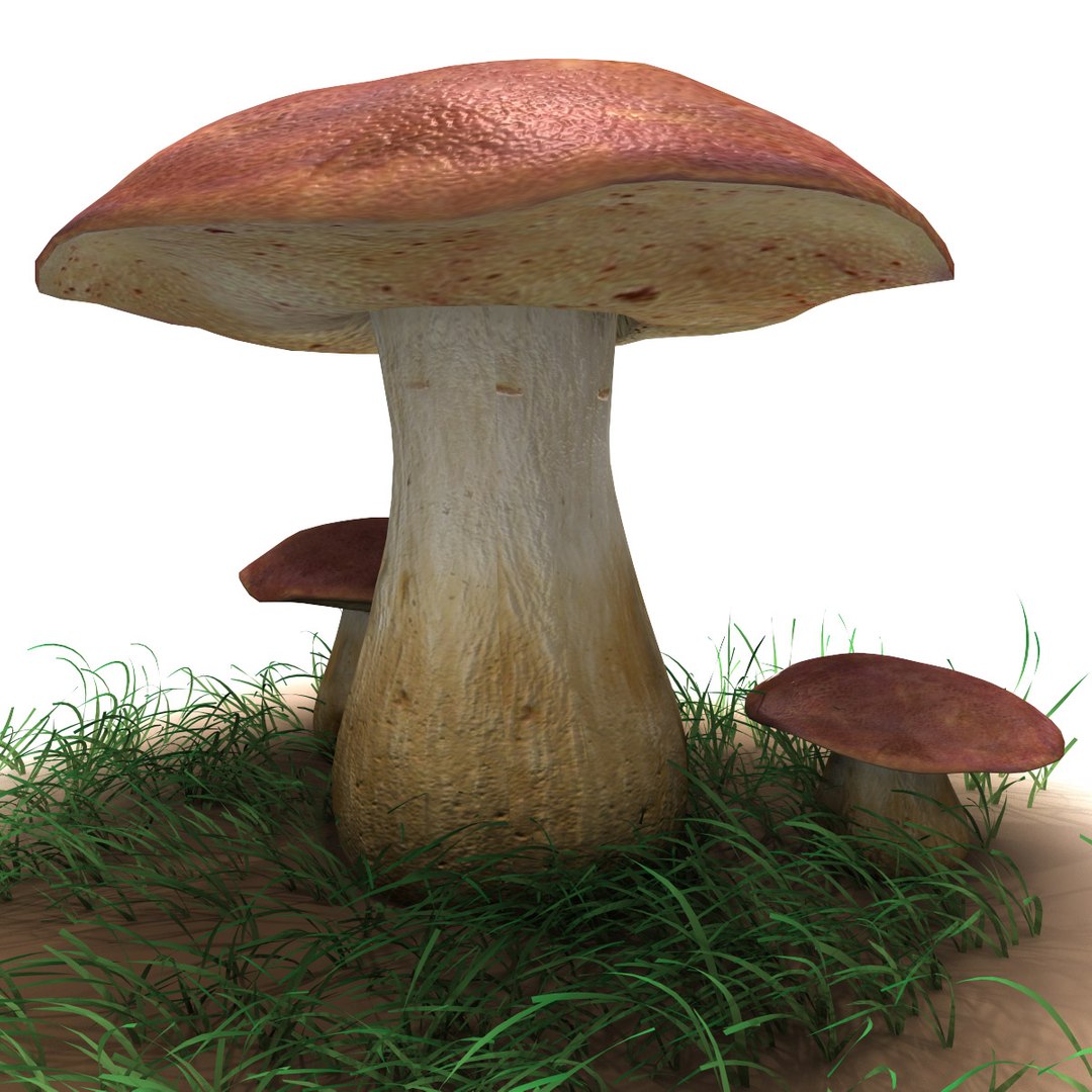 boletus mushroom 3d max