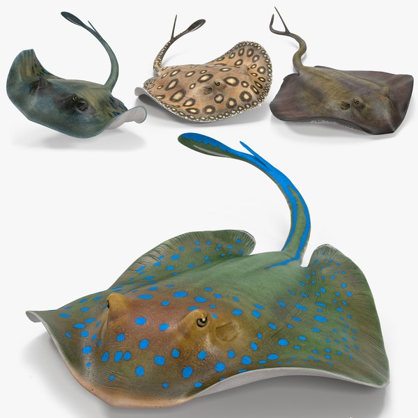 3D Stingray Models | TurboSquid