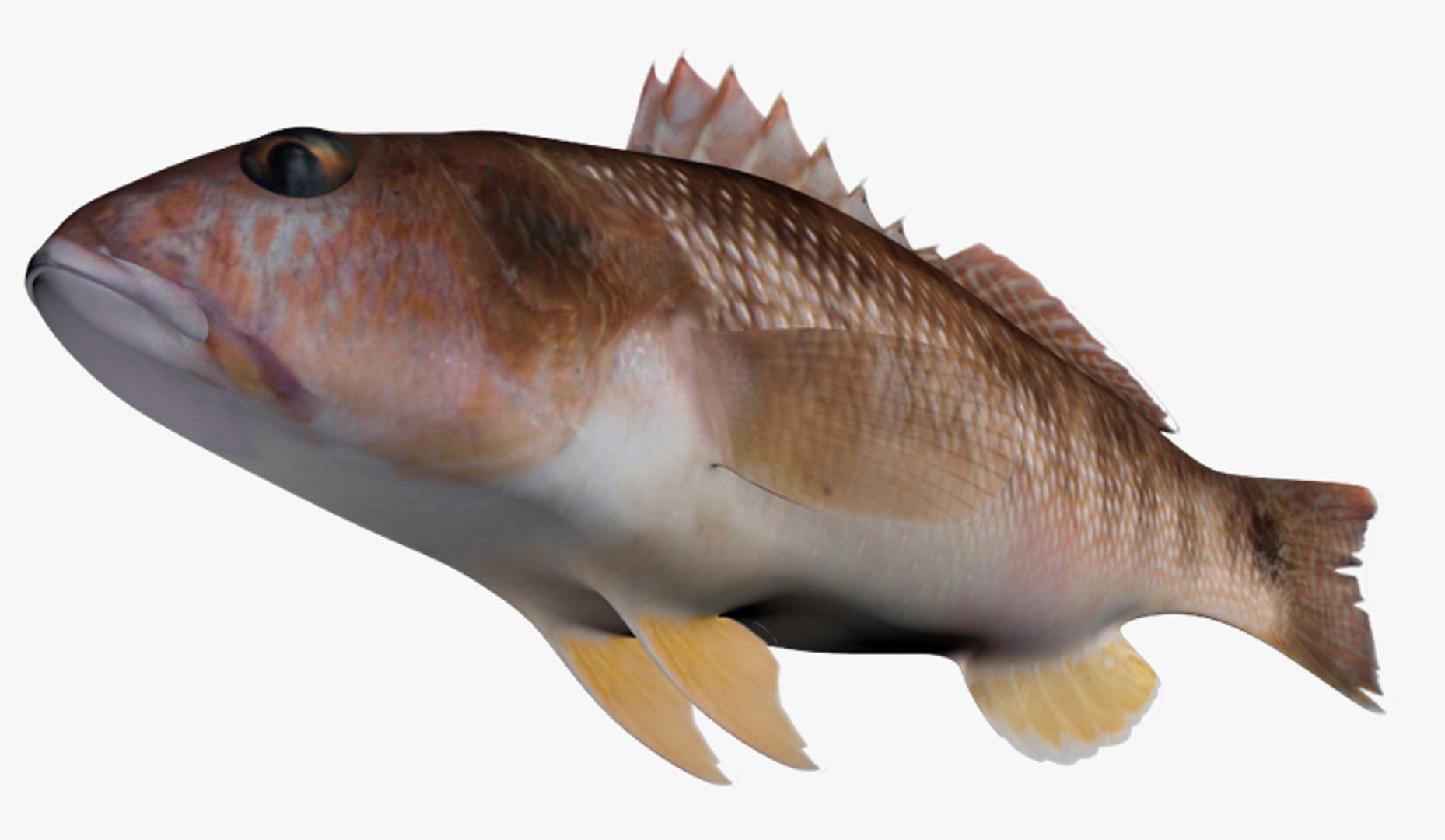 Pacific Sand Perch 3d Fbx