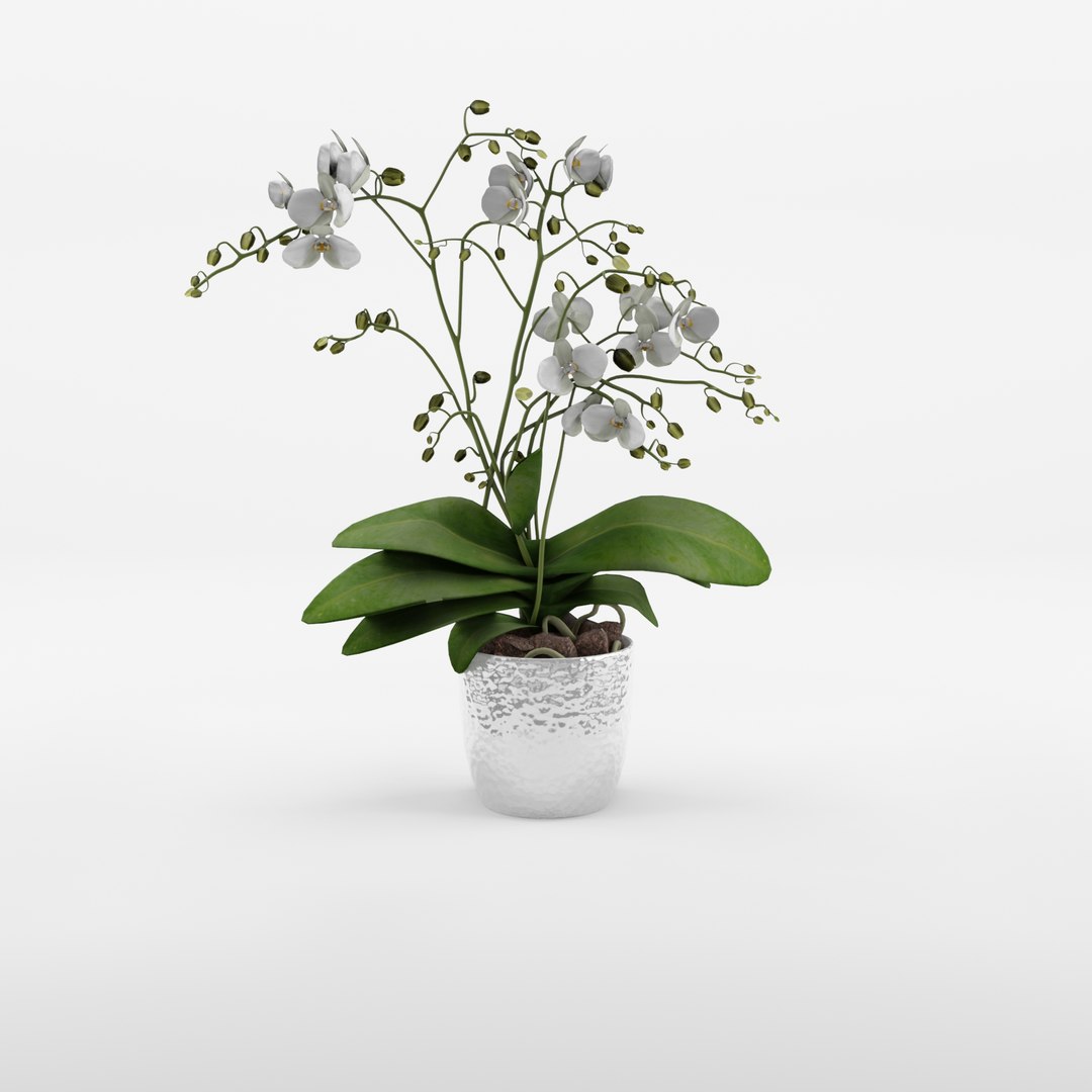 Phalaenopsis Hybrid Wild White 3D Model - TurboSquid 2252297