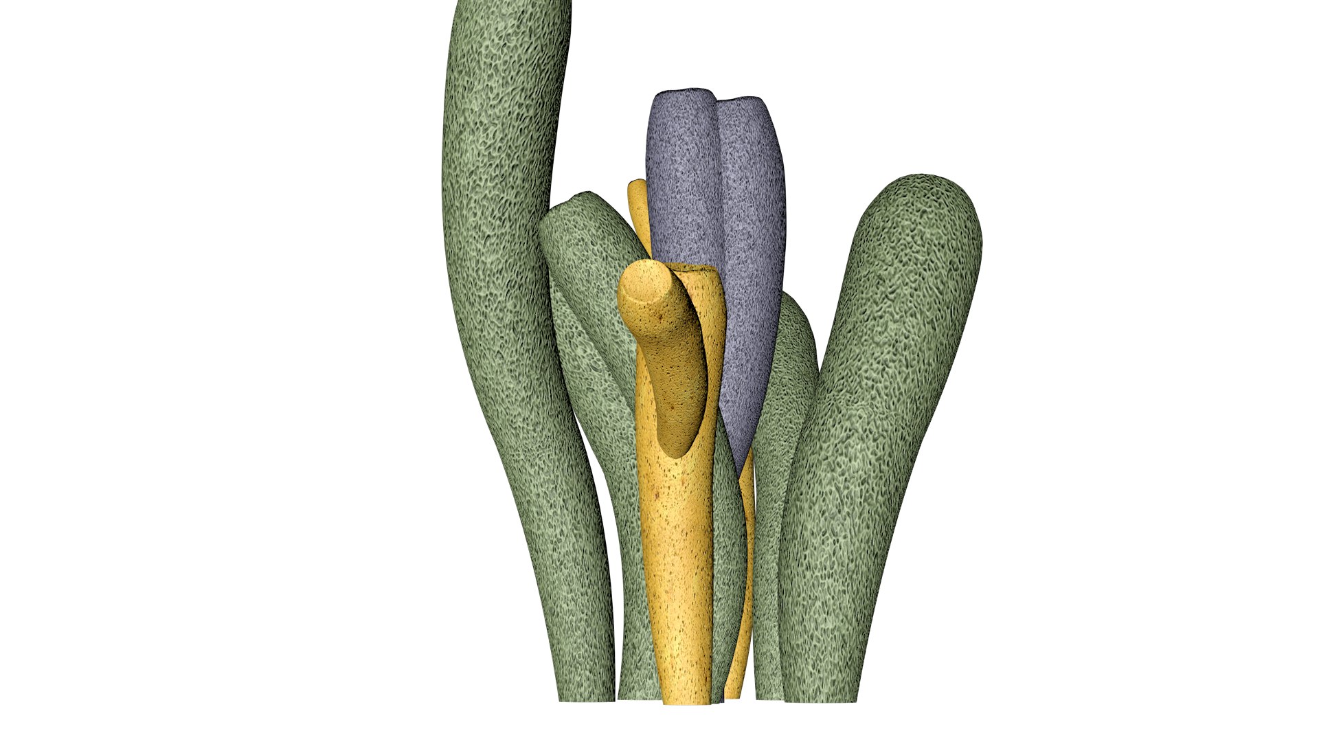 3D Tube Sponge - 04 - - TurboSquid 2371850