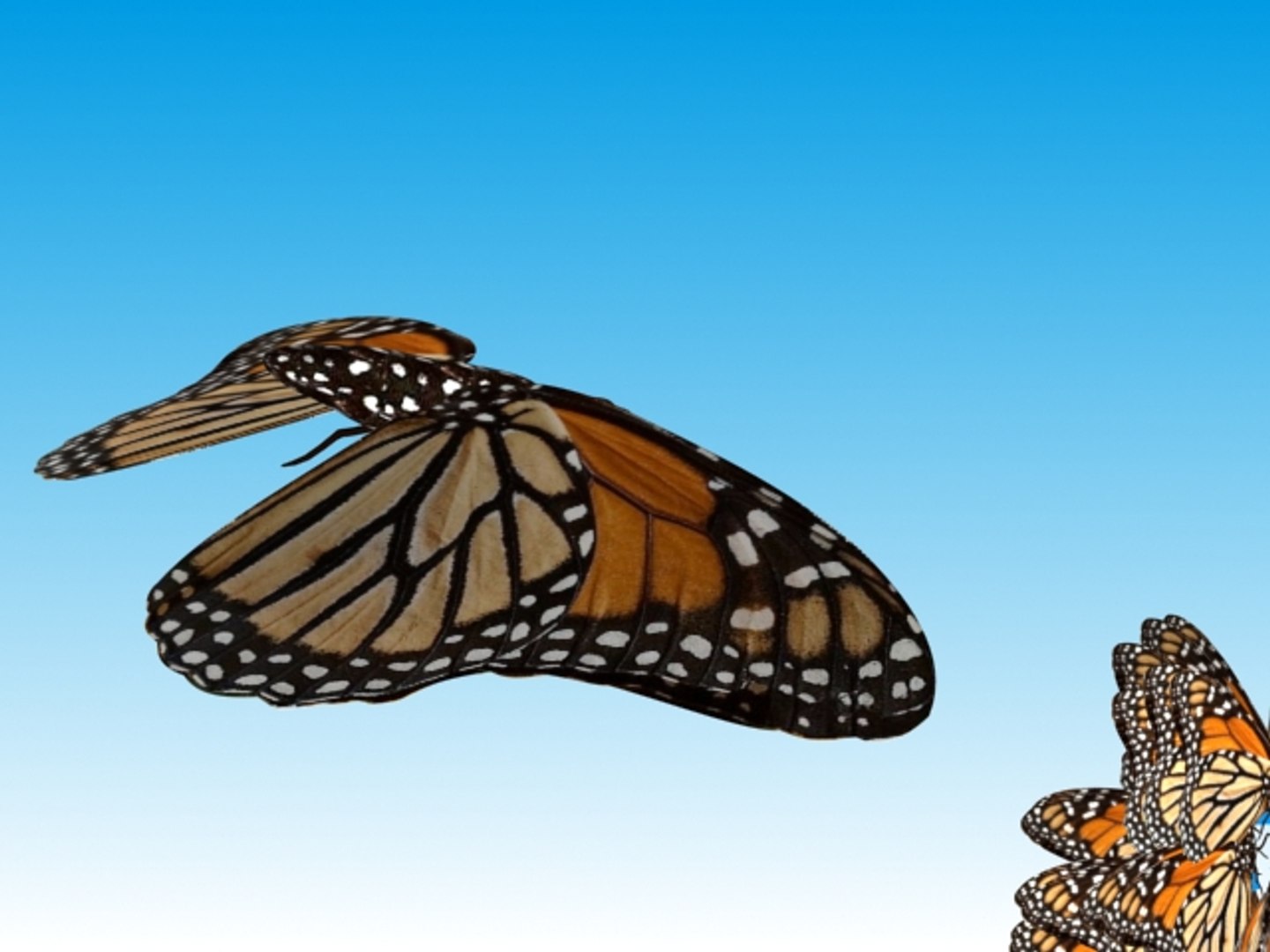 3d Butterflies Reveal Object