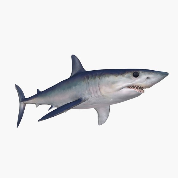 3D модель Mako Shark - TurboSquid 2025169