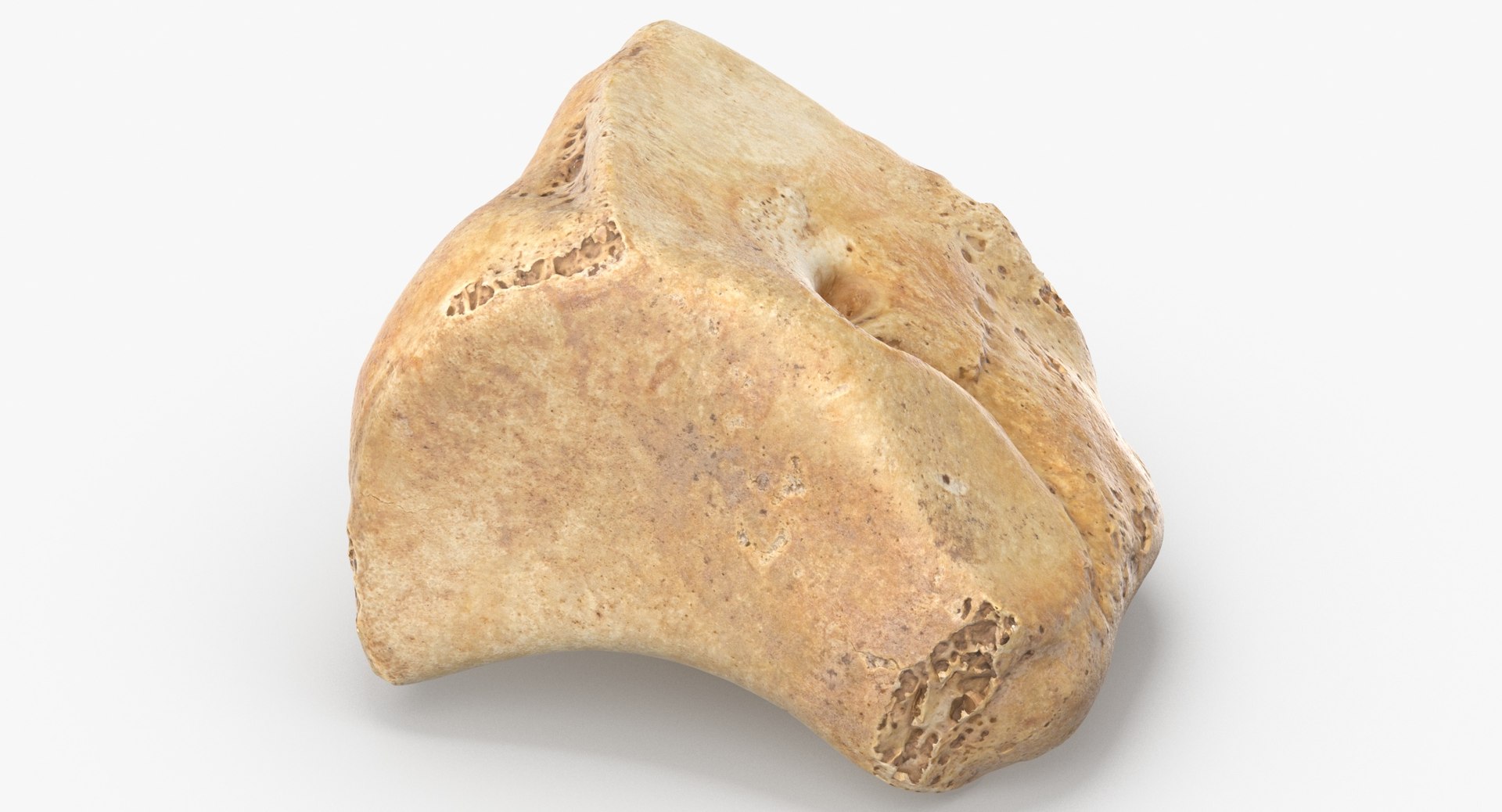 3D Cuneiform Bone Lateral 01 - TurboSquid 1520903
