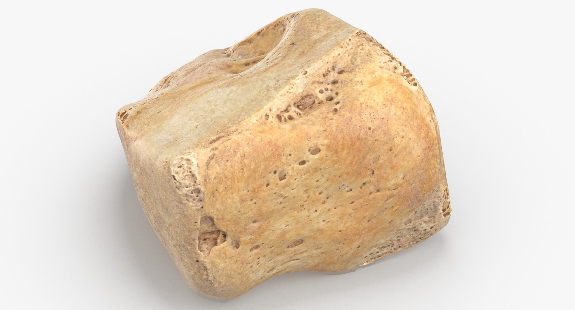 3D Cuneiform Bone Lateral 01 - TurboSquid 1520903