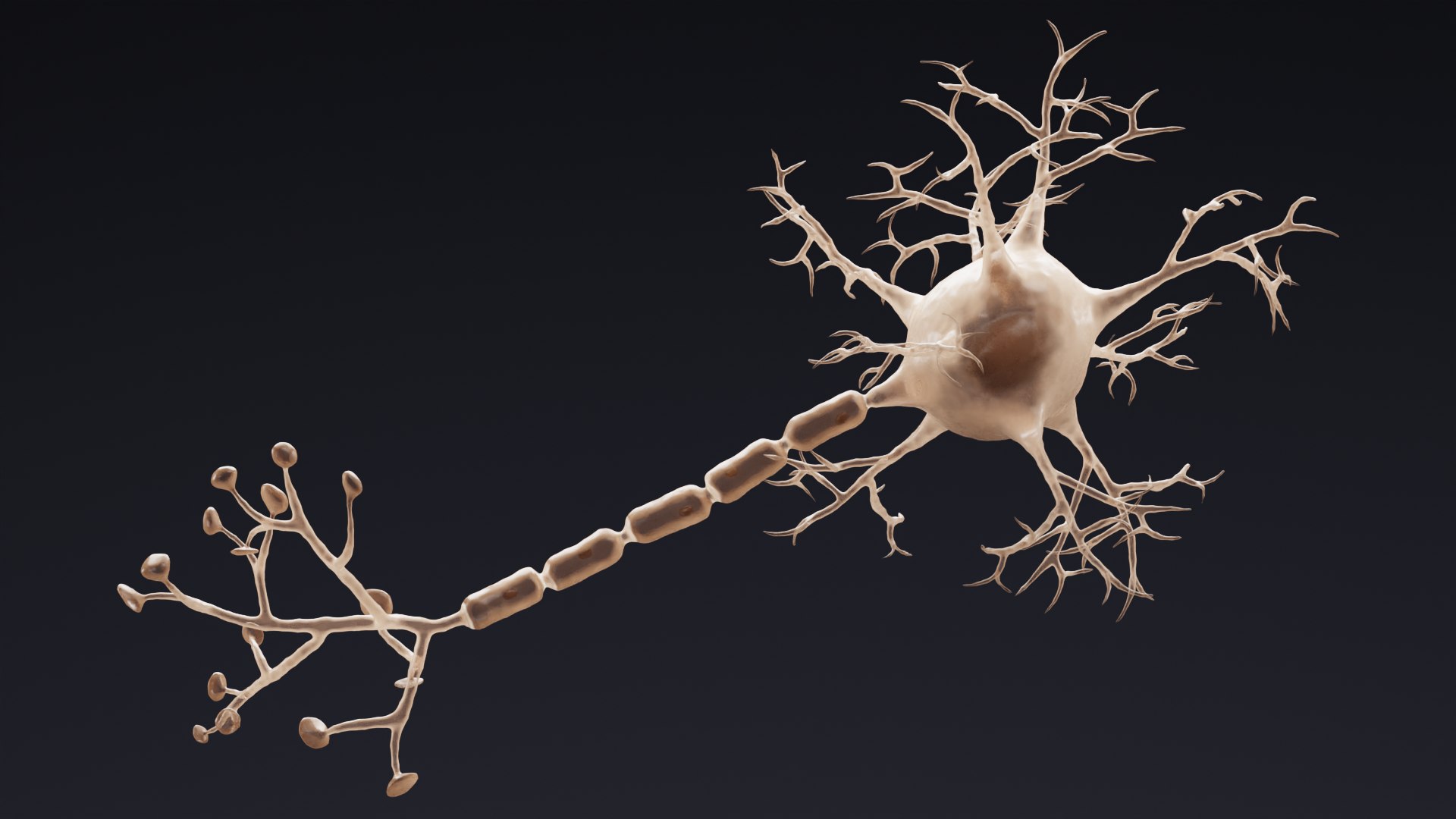 3D Neuron 3 Rigged Model - TurboSquid 1770544