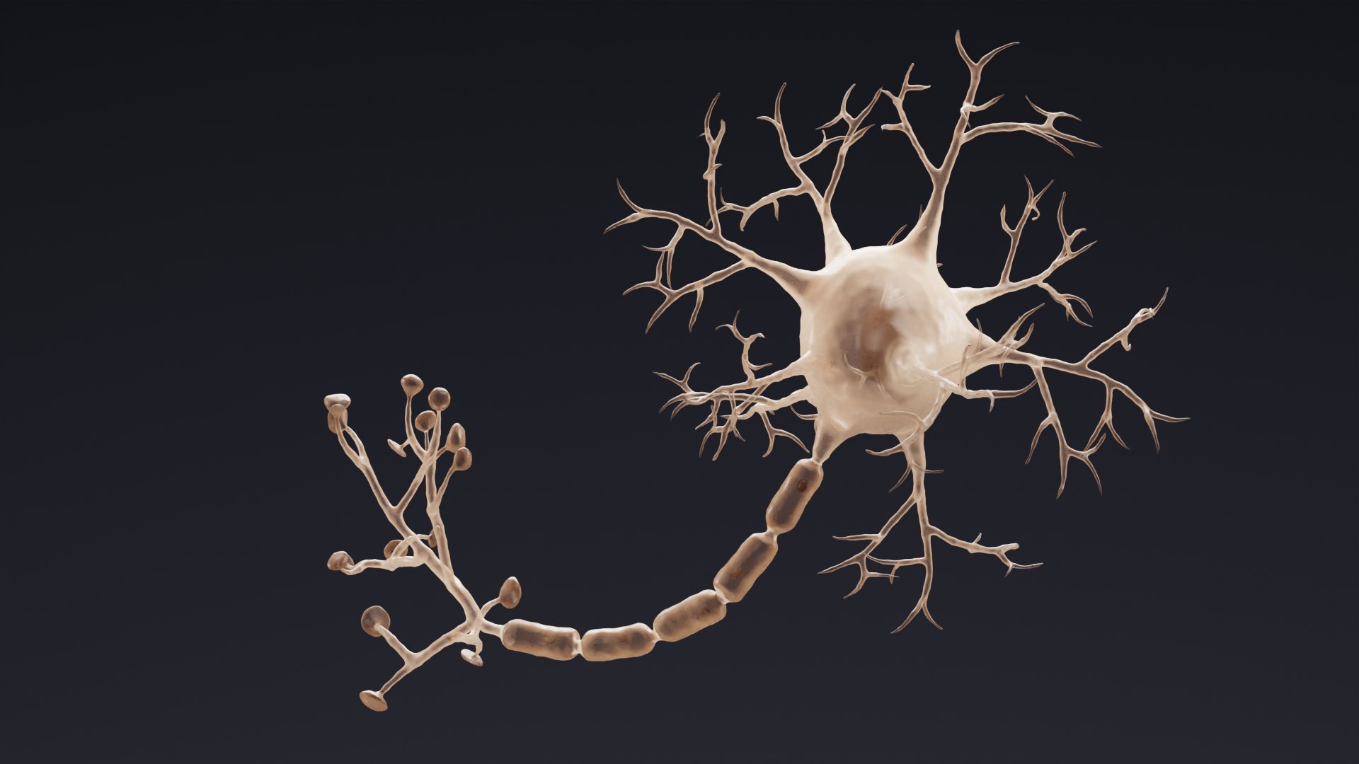 3D Neuron 3 Rigged Model - TurboSquid 1770544