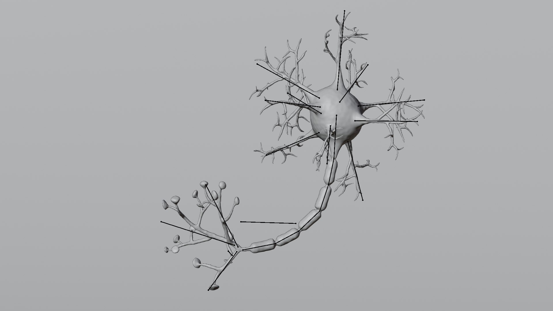 3D Neuron 3 Rigged Model - TurboSquid 1770544