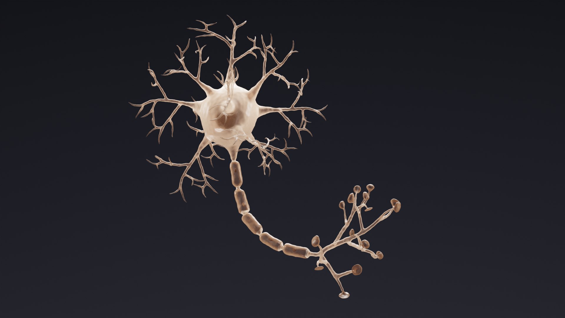 3D Neuron 3 Rigged Model - TurboSquid 1770544