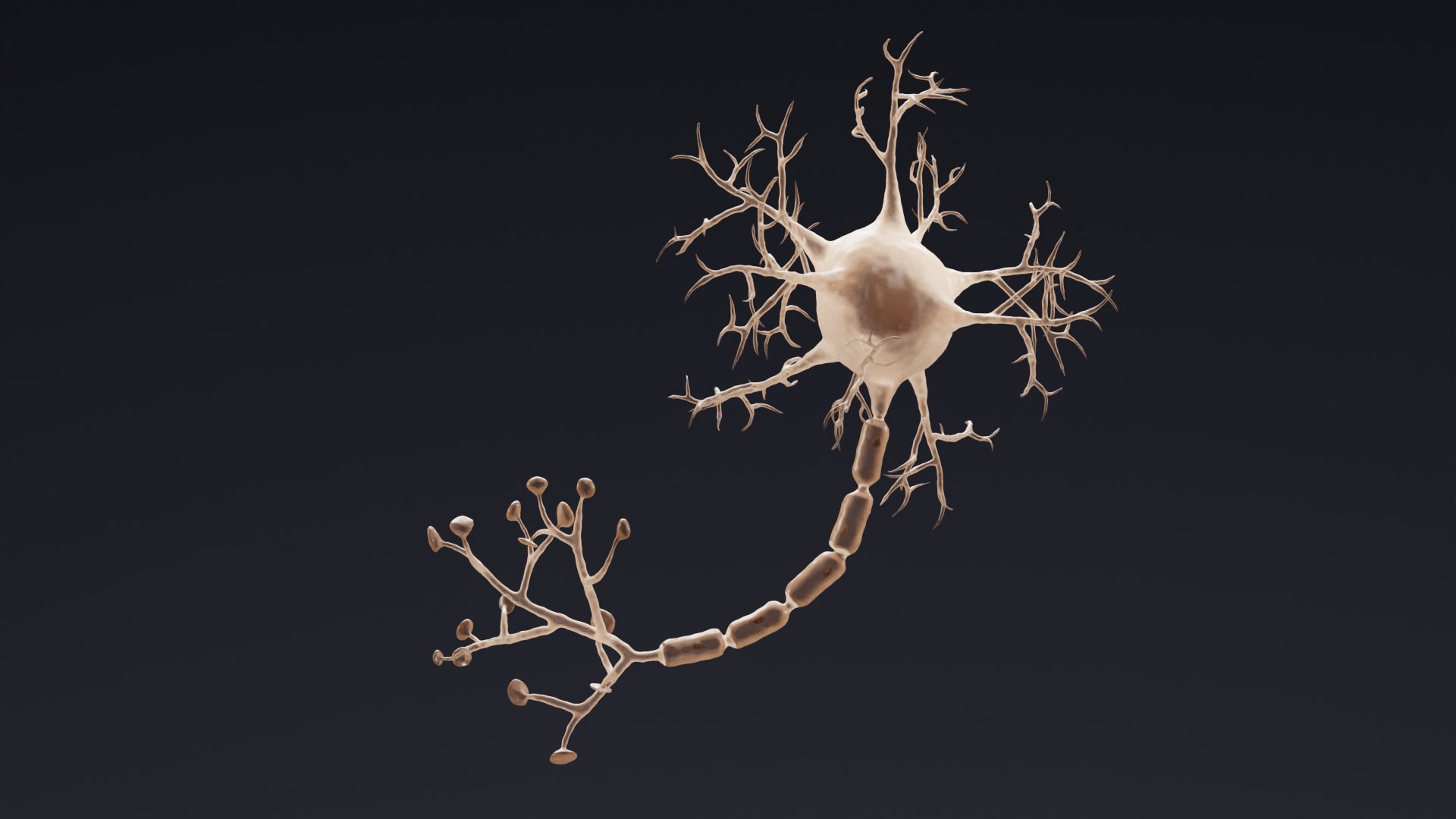 3D Neuron 3 Rigged Model - TurboSquid 1770544