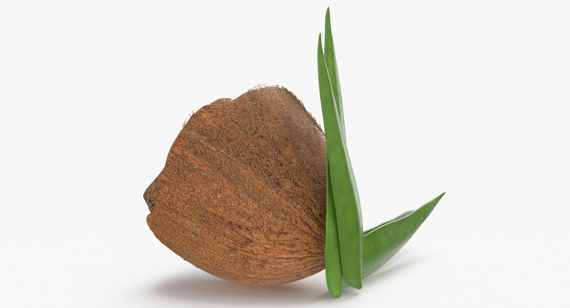 Prop 06 Coconut Half 3D model - TurboSquid 2143057