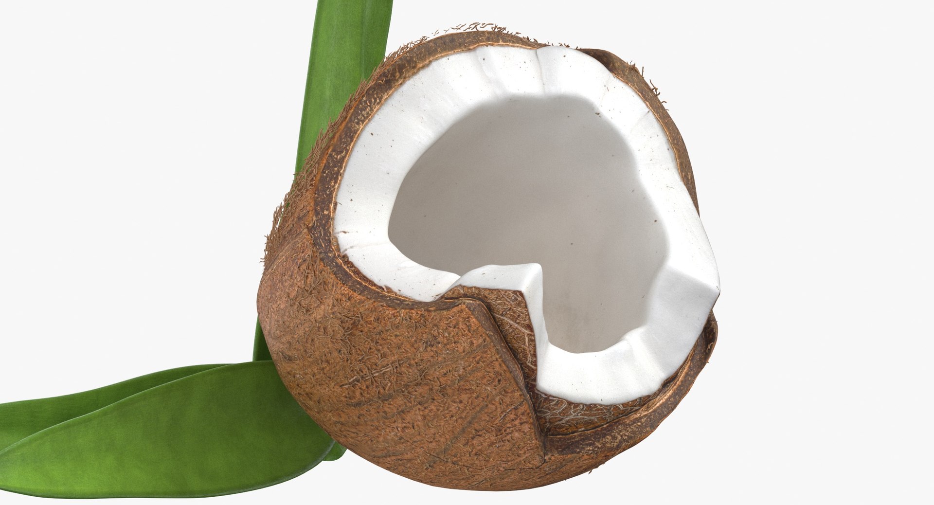 Prop 06 Coconut Half 3D model - TurboSquid 2143057