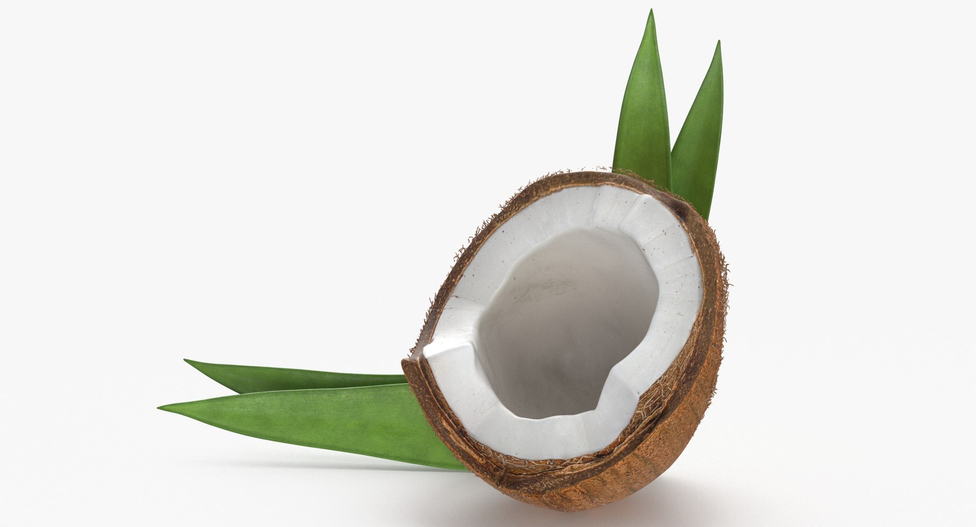 Prop 06 Coconut Half 3D model - TurboSquid 2143057