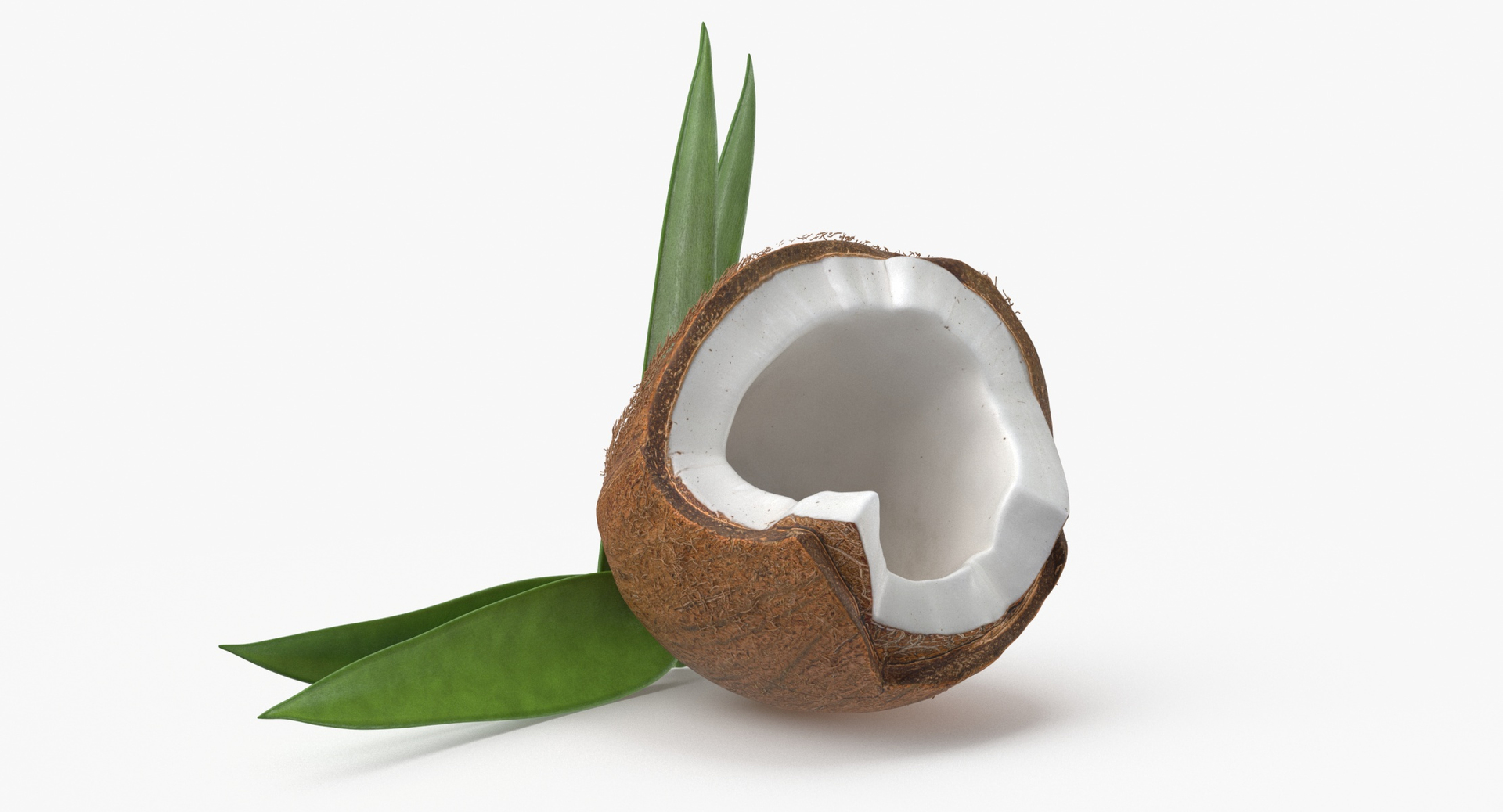 Prop 06 Coconut Half 3D model - TurboSquid 2143057