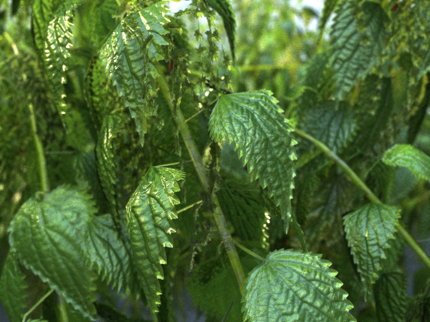 Nettle Ecosystems 3D Model - TurboSquid 1312104