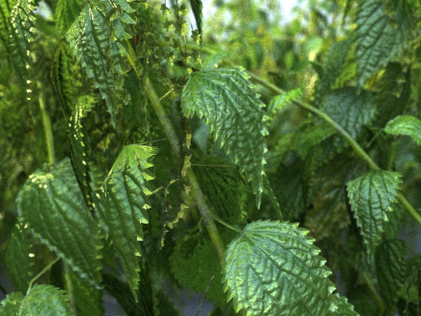 Nettle Ecosystems 3D Model - TurboSquid 1312104