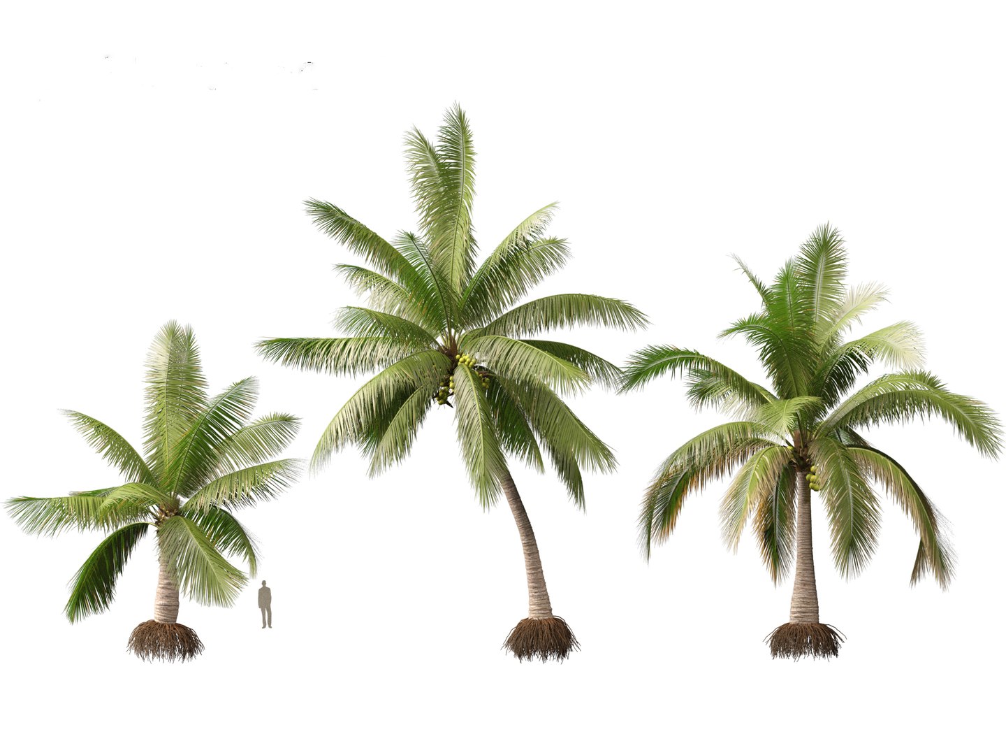 3D Cocos Nucifera - Coconut Tree Model 02 - TurboSquid 2149531