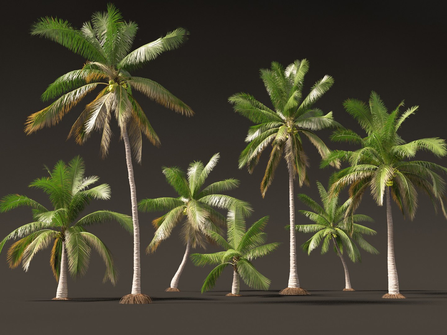 3D Cocos Nucifera - Coconut Tree Model 02 - TurboSquid 2149531