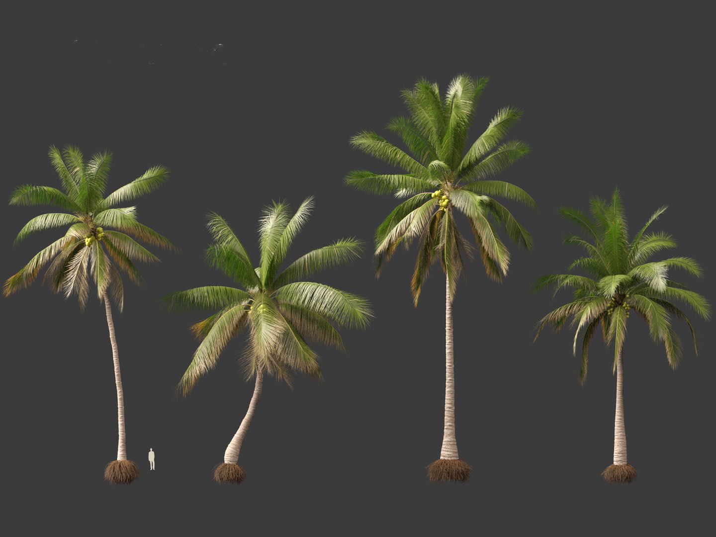 3D Cocos Nucifera - Coconut Tree Model 02 - TurboSquid 2149531
