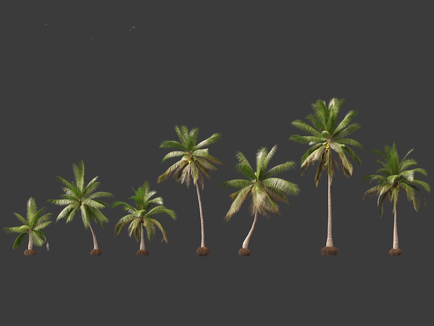 3D Cocos Nucifera - Coconut Tree Model 02 - TurboSquid 2149531